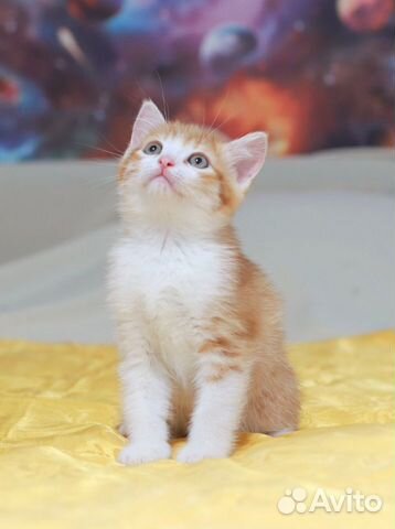 Малыш Билли в добрые руки