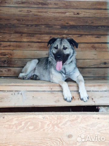 Собака в добрые руки