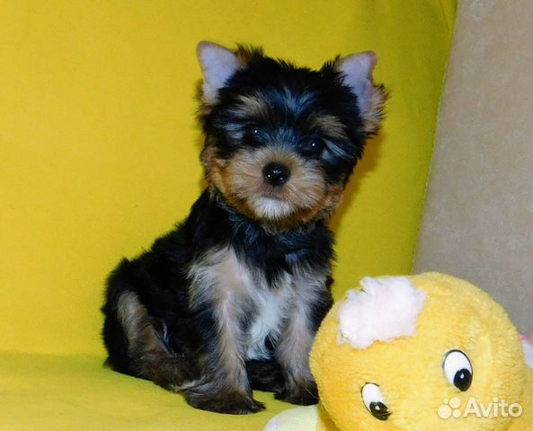 Барни-мальчик йоркширского терьера