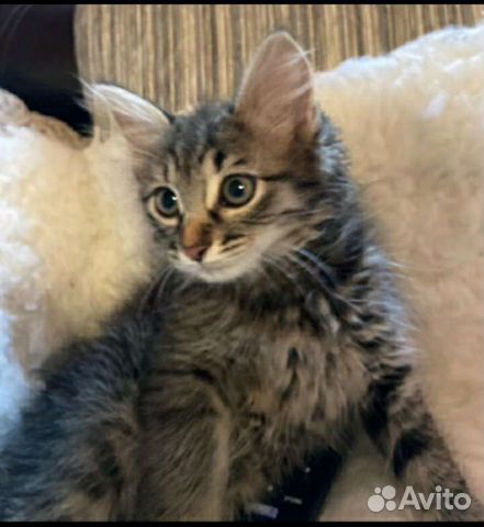 Пушистенький домашний котёнок Мальчик