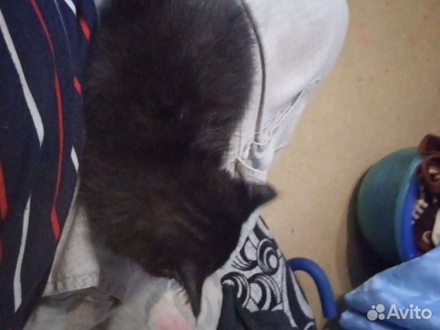 Котята
