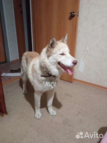 Собаки хаски