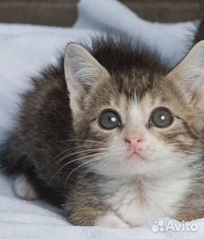 Котёнок, девочка, креветка,1.5 мес., серого окраса