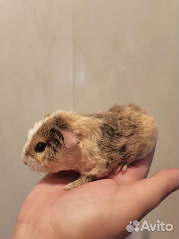 Морские свинки