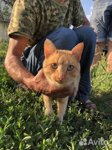 Рыжий кот охотник и добытчик