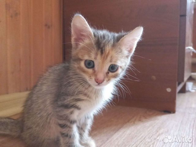 2 кошки рыжий мальчик, серая девочка