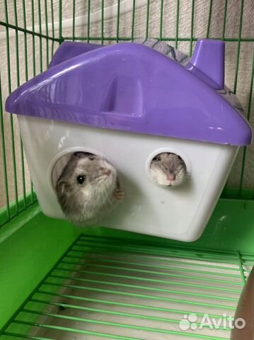 Джунгарский хомяк бесплатно