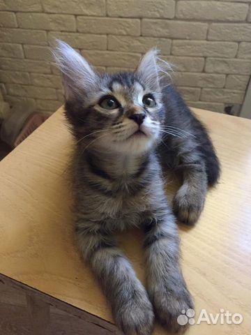 Котенок Барсик 3 месяца