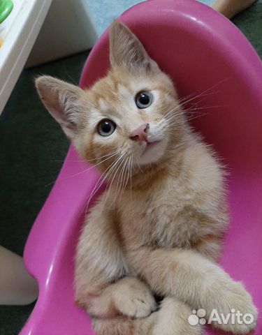 Рыжий голубоглазый котенок Огонёк 3,5 месяца в дар