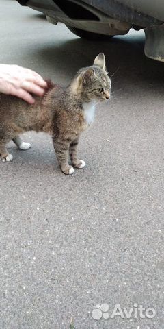 Добрая девочка около 1-2 лет родила котят на улице