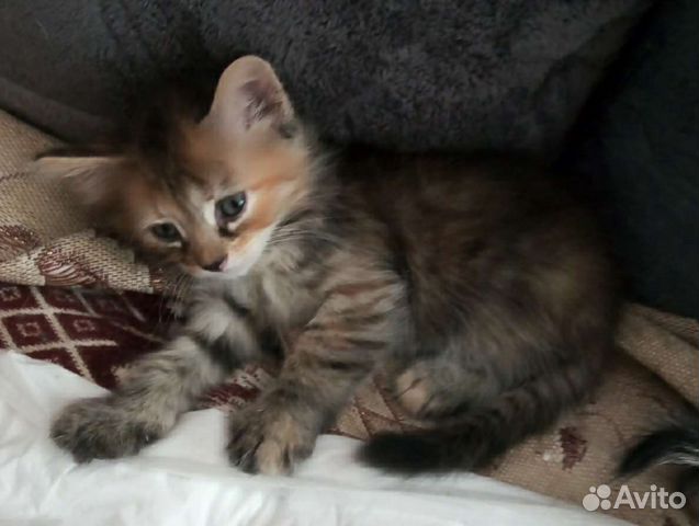 Милые игривые котята в добрые руки