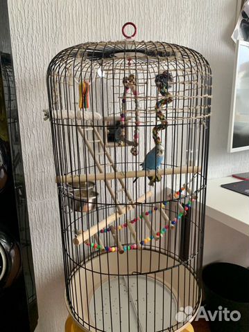 Клетка с попугаем