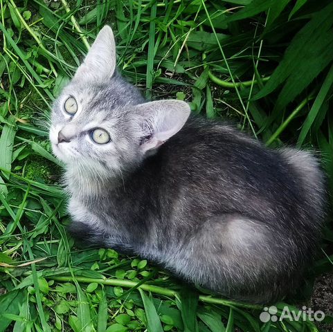 Подарим котенка хорошим людям (девочка)