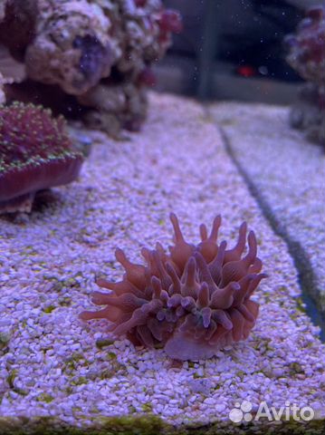 Актиния пузырьковая розовая