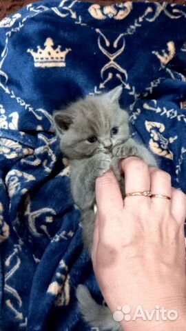 Кошки шотландцы