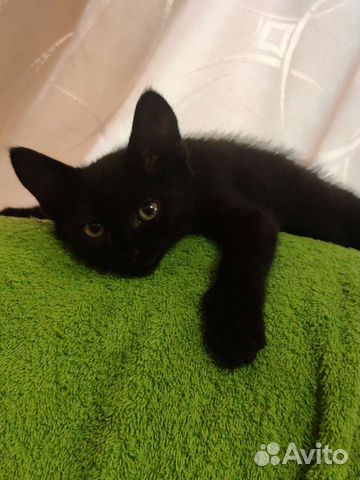 Отдам котенка в добрые руки