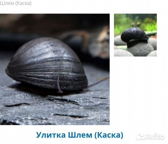Улитка и корм для рыбок