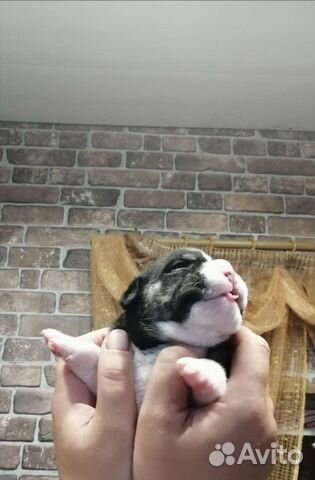 Американский булли