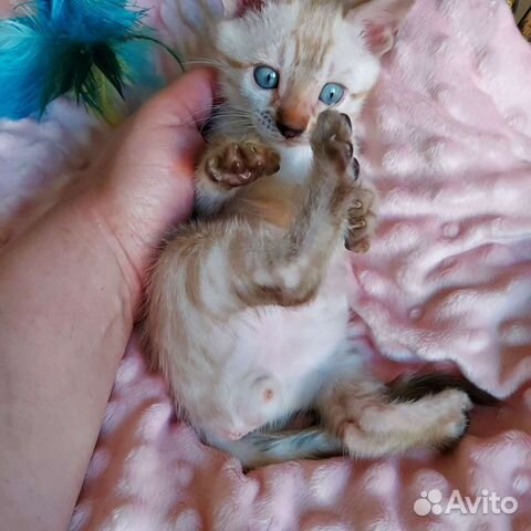 Бенгалы снежные