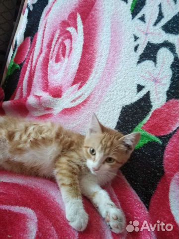 Котик в дар