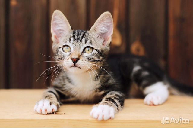 Котенок Гав 2 мес мальчик