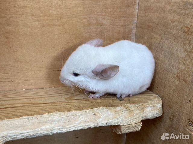 Щенки Шиншиллы