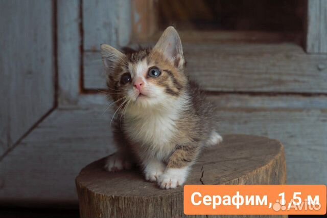 Котёнок серафим, 1.5 меся. привит