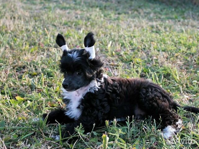 Китайская хохлатая пуховая