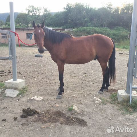 Конь, лошадь, жеребята