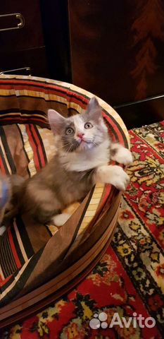 Сибирская трехцветка девочка 2,5мес привита Матиль