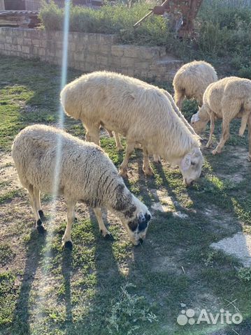 Баран 3 матки и 3 ягненка