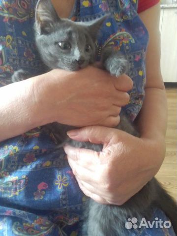 Британский смешанный кот