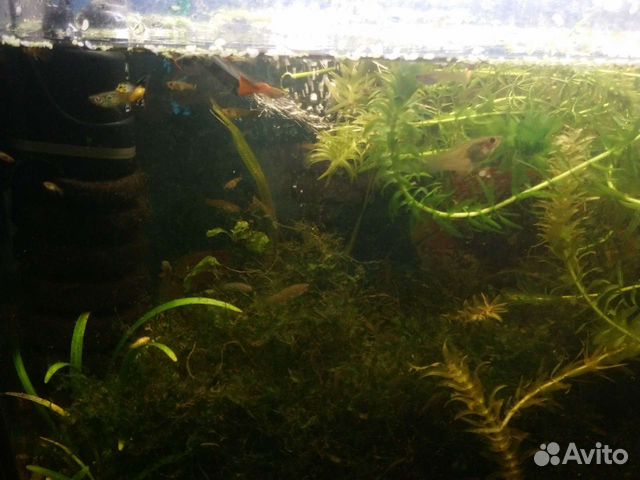 Аквариумное растение и рыбки
