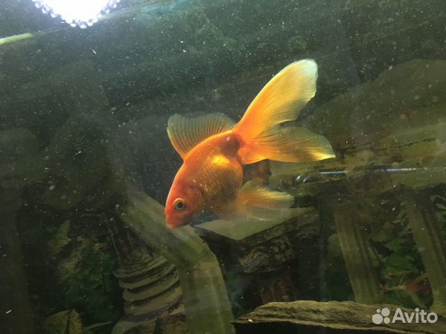 Золотая рыбка