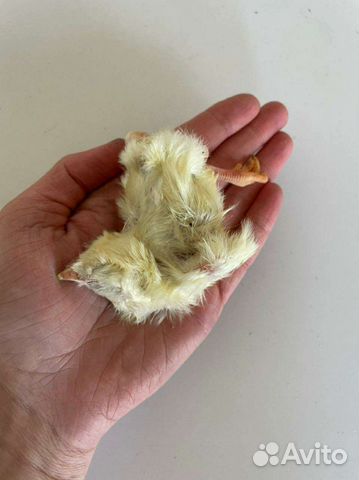 Замороженные суточные цыплята