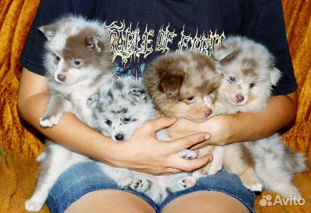 Шпишалайки)