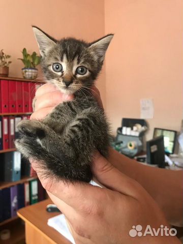 Котенок-мальчик,1,5 мес