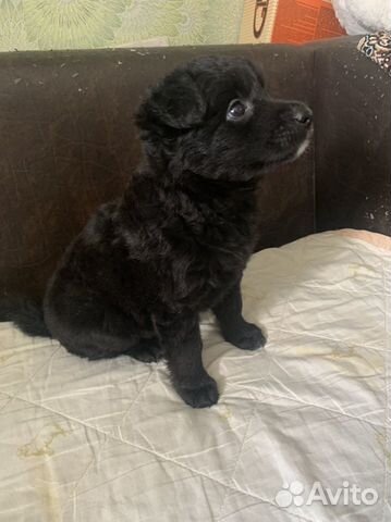 Щенок пуделя