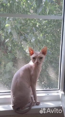 Донской сфинкс