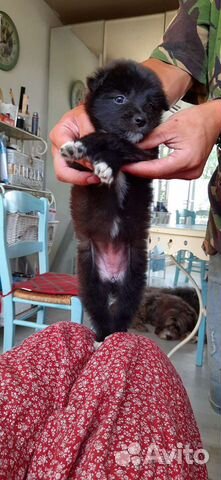 Собака в добрые руки щенок