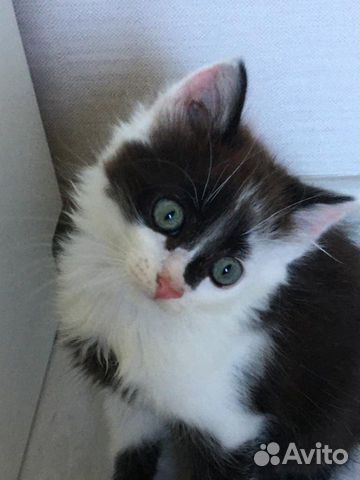 Котенок норвежский мыслитель Арист 2 мес