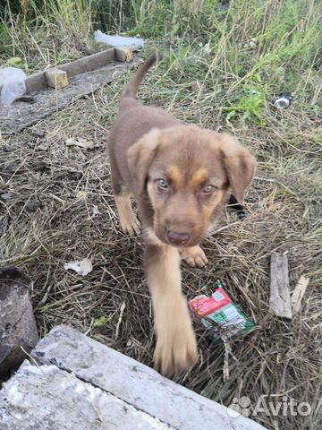 Голубоглазая шоколадка щенок в добрые руки