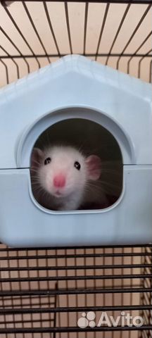 Крыса дамбо с клеткой