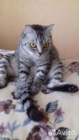 Ищем кота для сучки