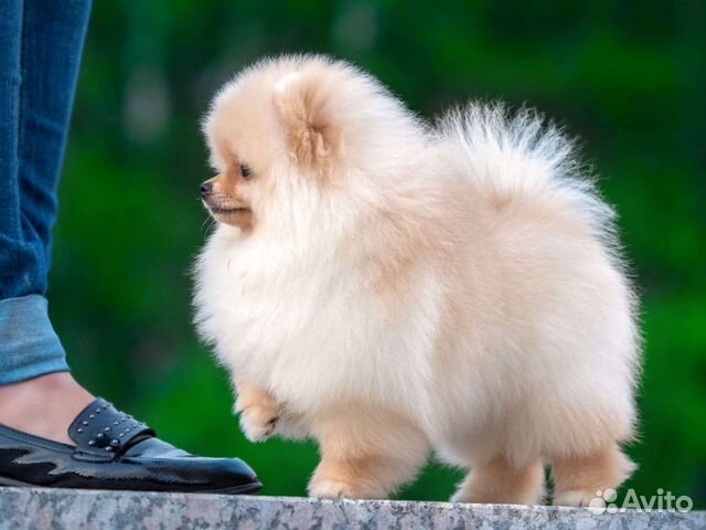 Померанский шпиц мини мишка