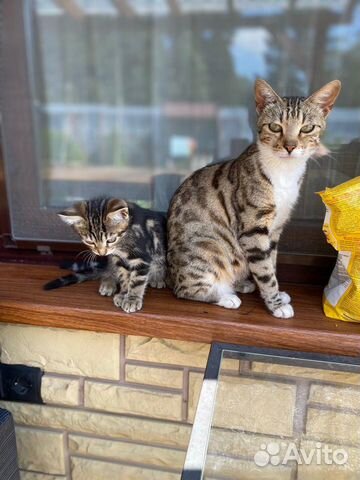 Котенок бенгал