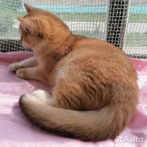 Британец ny 12