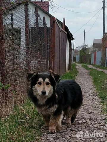 Звоночек ищет дом