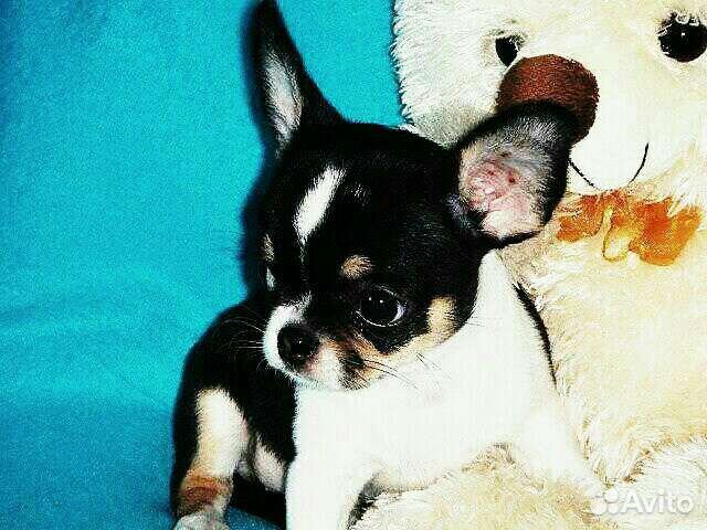 Чихуахуа мини коби