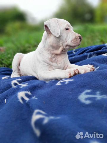 Белый комочек счастья